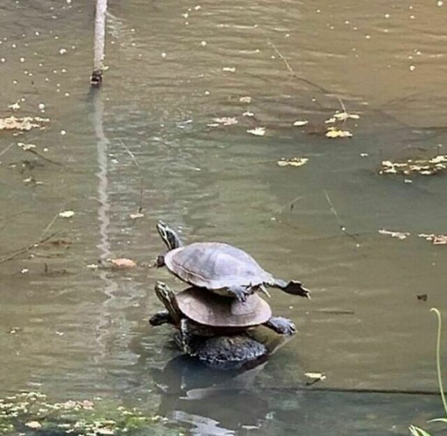 20 Hilarious Animals Spotted Goofing Around, As Shared On This ...