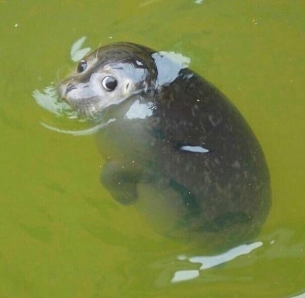 20 Hilarious Animals Spotted Goofing Around, As Shared On This ...