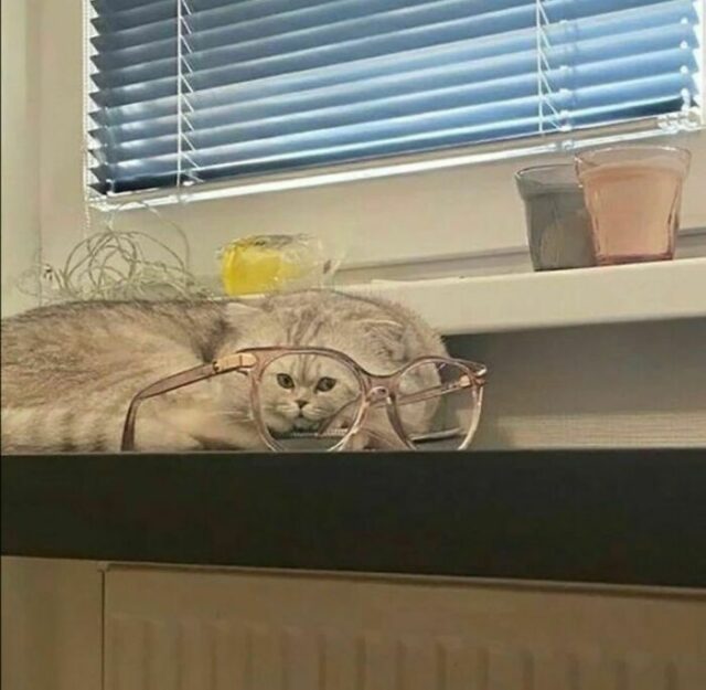 20 Hilarious Animals Spotted Goofing Around, As Shared On This ...