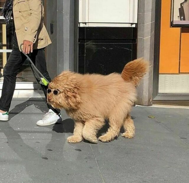 20 Hilarious Animals Spotted Goofing Around, As Shared On This ...