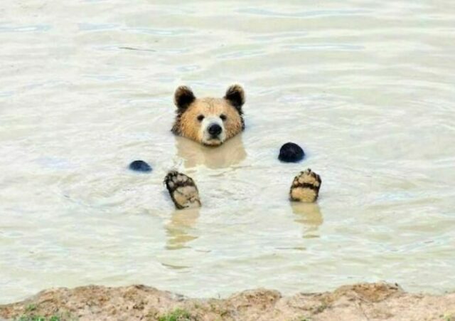 20 Hilarious Animals Spotted Goofing Around, As Shared On This ...