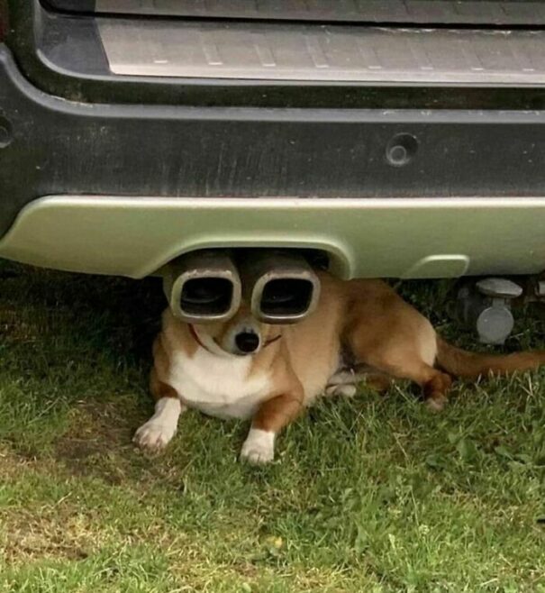 20 Hilarious Animals Spotted Goofing Around, As Shared On This ...