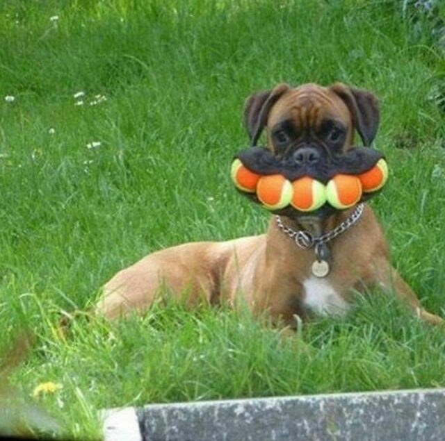 20 Hilarious Animals Spotted Goofing Around, As Shared On This ...