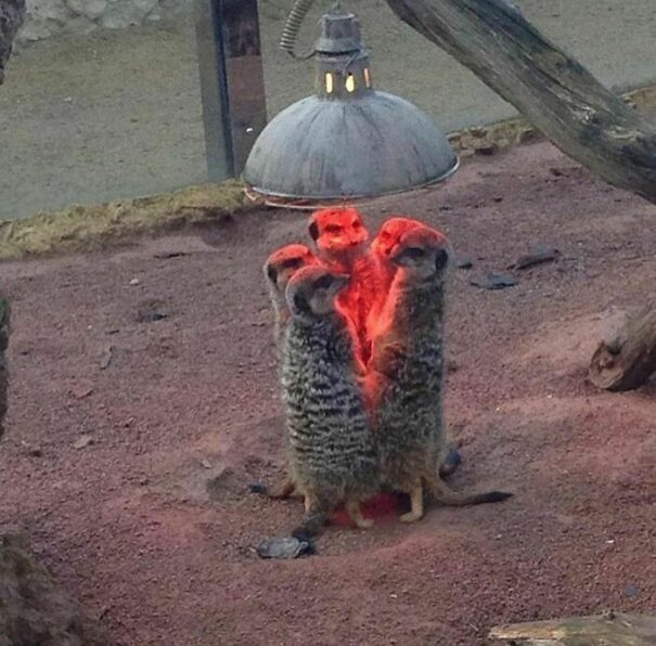 20 Hilarious Animals Spotted Goofing Around, As Shared On This ...