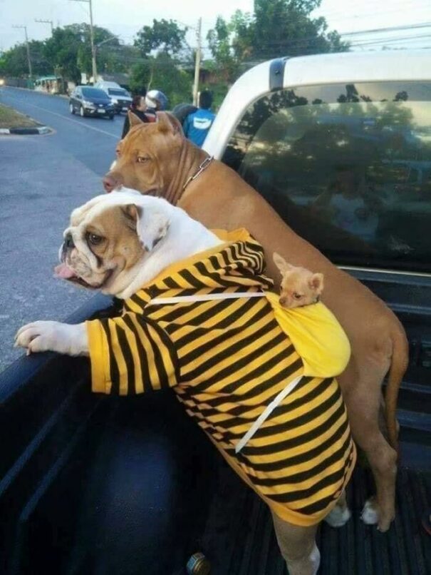 20 Times People Posted “Images With A Lot Of Stuff Going On” That ...