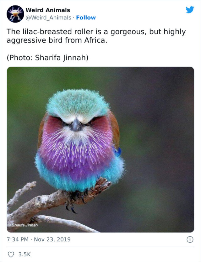 30 Of The Most Rare And Stunning Animals, As Shared On 'Posting Photos ...