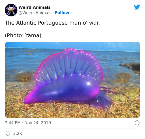 30 Of The Most Rare And Stunning Animals, As Shared On 'Posting Photos ...