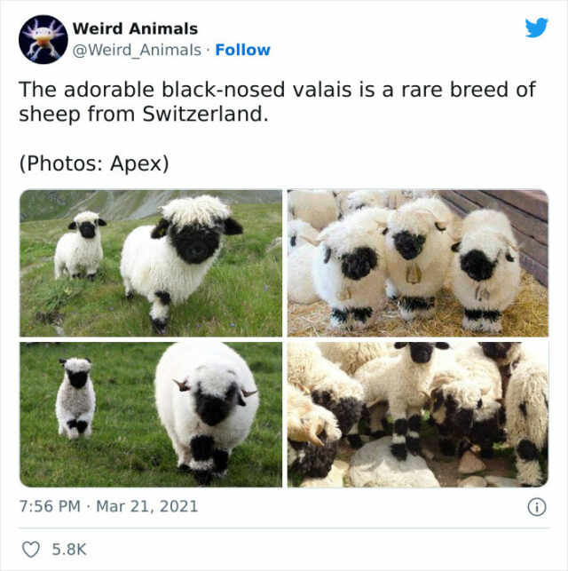 30 Of The Most Rare And Stunning Animals, As Shared On 'Posting Photos ...