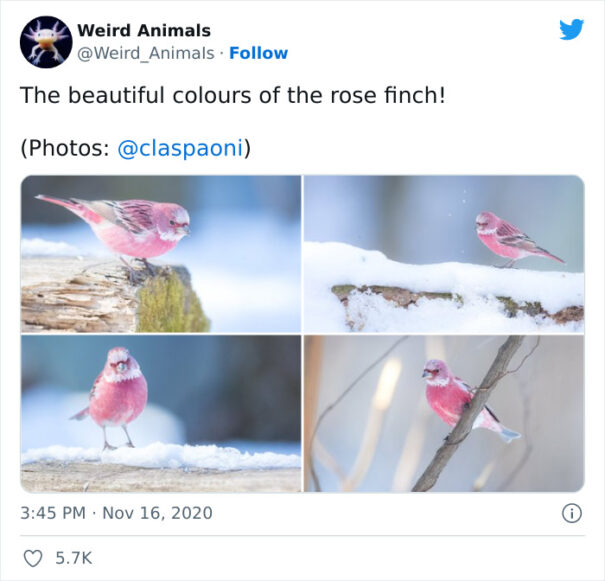 30 Of The Most Rare And Stunning Animals, As Shared On 'Posting Photos ...