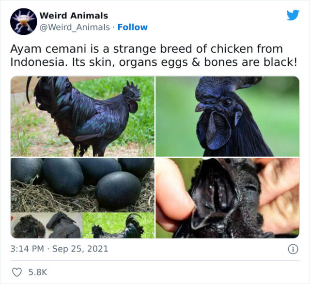 30 Of The Most Rare And Stunning Animals, As Shared On 'Posting Photos ...