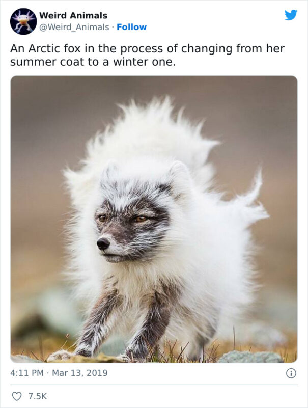 30 Of The Most Rare And Stunning Animals, As Shared On 'Posting Photos ...