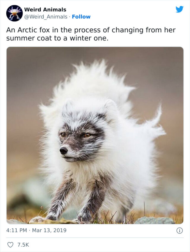 30 Of The Most Rare And Stunning Animals, As Shared On 'Posting Photos ...