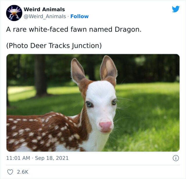 30 Of The Most Rare And Stunning Animals, As Shared On 'Posting Photos ...