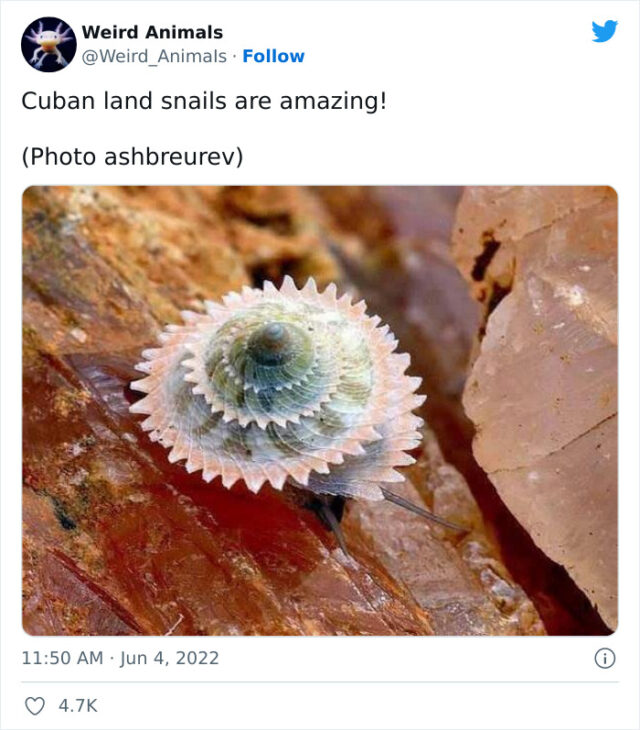 30 Of The Most Rare And Stunning Animals, As Shared On 'Posting Photos ...