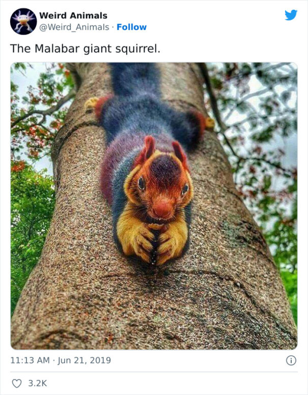 30 Of The Most Rare And Stunning Animals, As Shared On 'Posting Photos ...