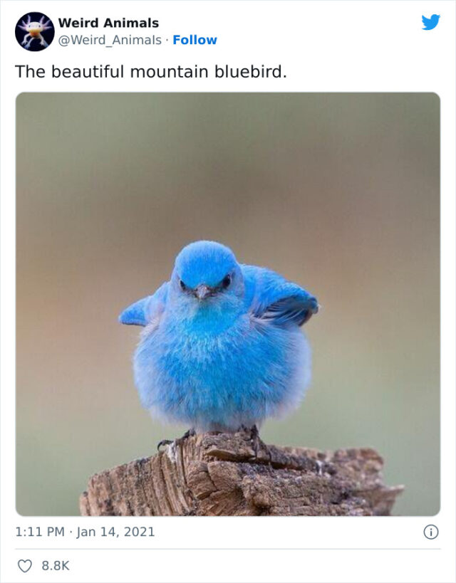 30 Of The Most Rare And Stunning Animals, As Shared On 'Posting Photos ...