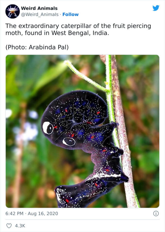 30 Of The Most Rare And Stunning Animals, As Shared On 'Posting Photos ...