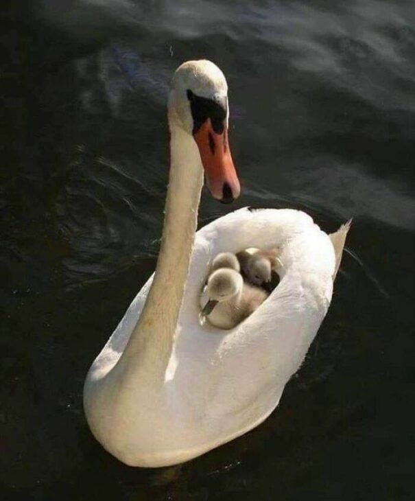 30 Of The Most Adorable ‘Blessed Images’ To Heal Your Soul | DeMilked