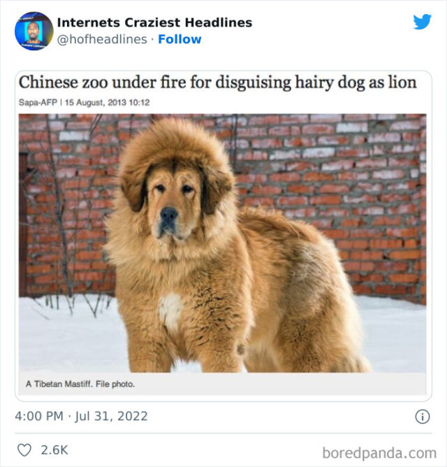30 Of The Craziest Headlines Spotted Online, As Shared By This Twitter ...
