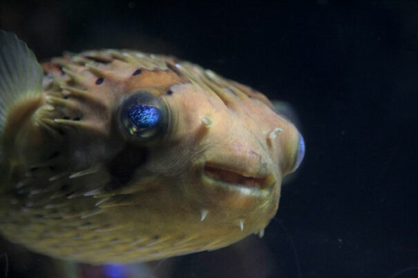 20 Puzzling Foods That Might Make You Think 'How The Frick Did Our ...