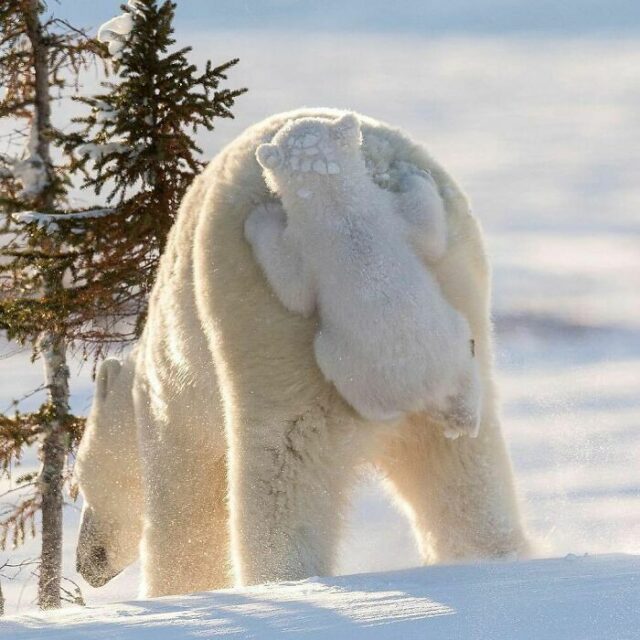 30 Adorable Photos Of Wild Animals Shared In The Online Group "Hardcore ...