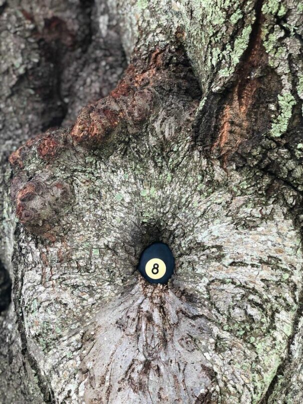 20 "Hungry" Trees Sucking On Things They Came In Contact With | DeMilked