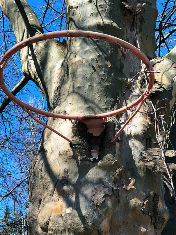 20 "Hungry" Trees Sucking On Things They Came In Contact With | DeMilked
