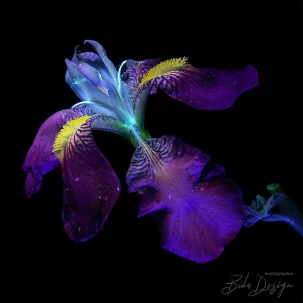 20 Flower Photos That Look Other-Worldly, Captured With UV Light By ...
