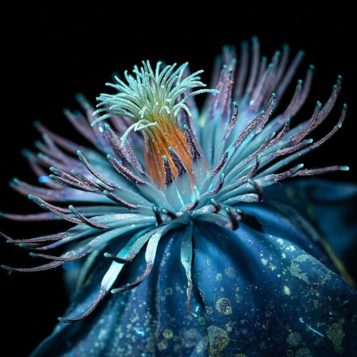 20 Flower Photos That Look Other-Worldly, Captured With UV Light By ...
