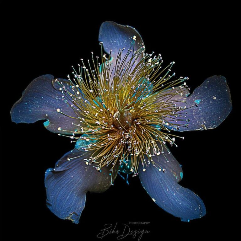 20 Flower Photos That Look Other-Worldly, Captured With UV Light By ...