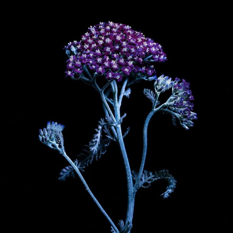 20 Flower Photos That Look Other-Worldly, Captured With UV Light By ...