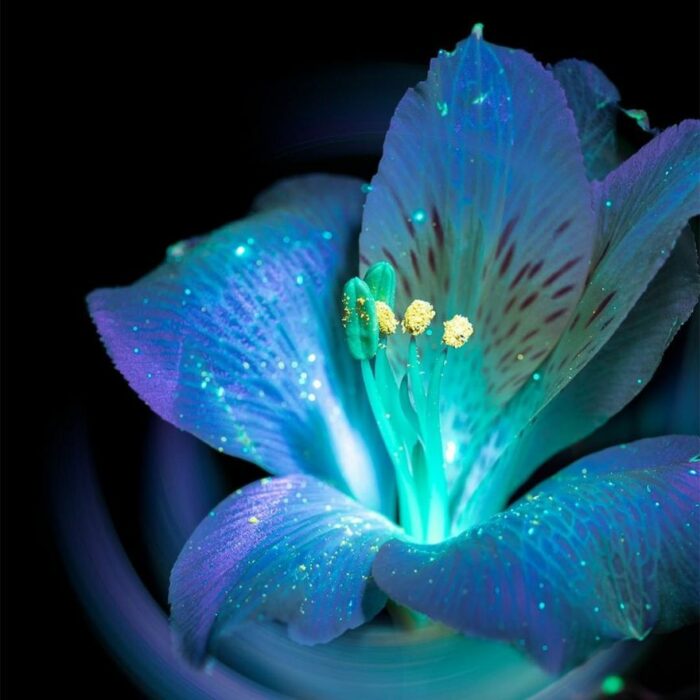 20 Flower Photos That Look Other-Worldly, Captured With UV Light By ...