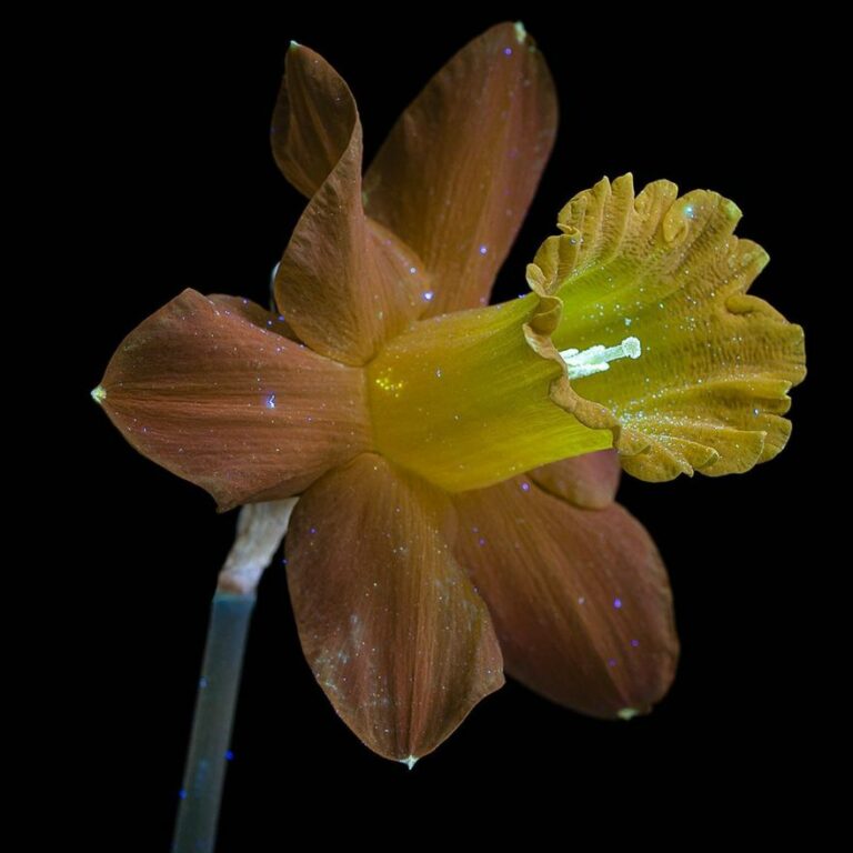 20 Flower Photos That Look Other-Worldly, Captured With UV Light By ...