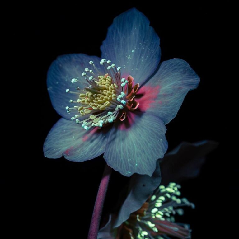 20 Flower Photos That Look Other-Worldly, Captured With UV Light By ...