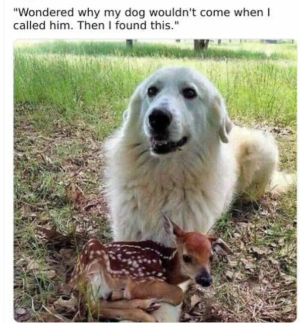 30 Of The Most Adorable Animal Pictures To Show That They Are Emotional ...