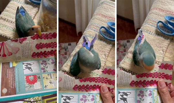 30 Of The Most Adorable Animal Pictures To Show That They Are Emotional ...