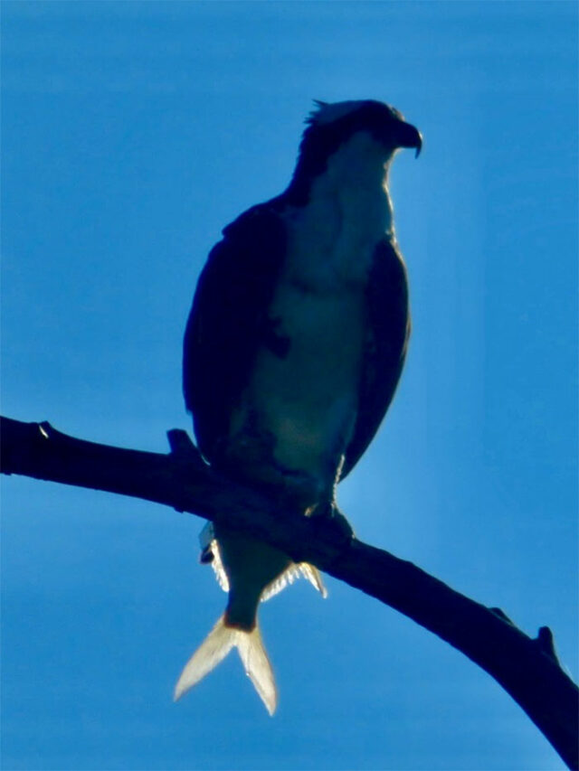 This Facebook Group Is Dedicated To Horrible Bird Photography And Here ...