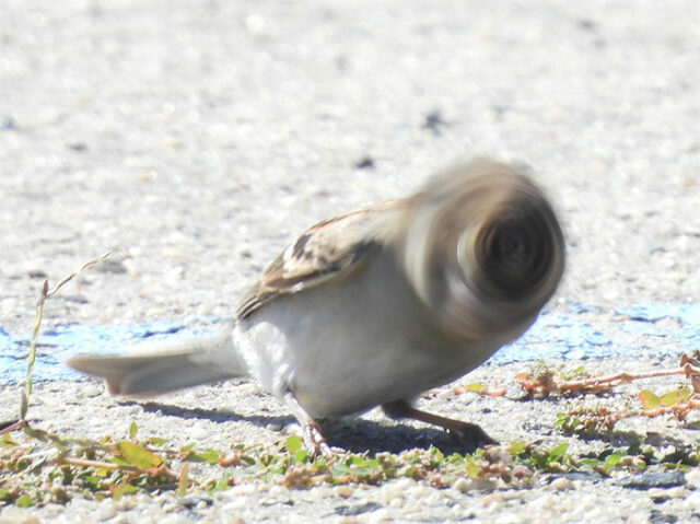 This Facebook Group Is Dedicated To Horrible Bird Photography And Here ...