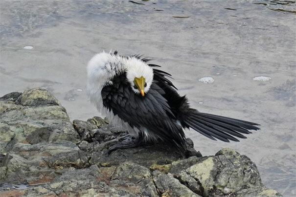 This Facebook Group Is Dedicated To Horrible Bird Photography And Here ...