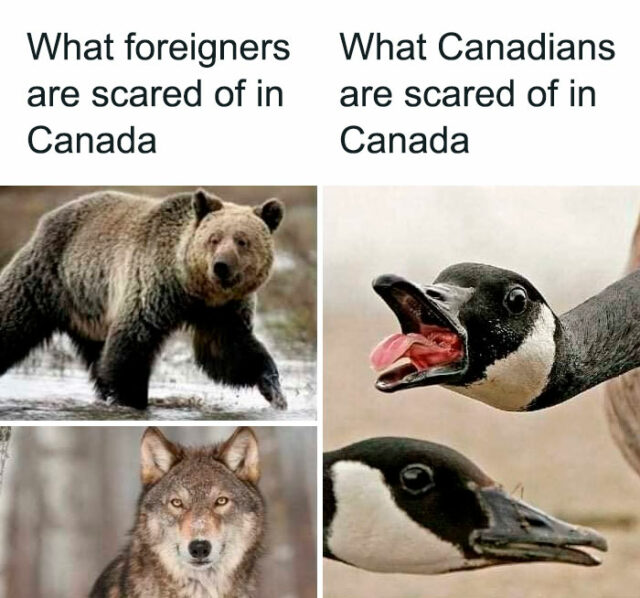 30 Memes And Posts Proving Why Canada Is Different From The Rest Of The ...