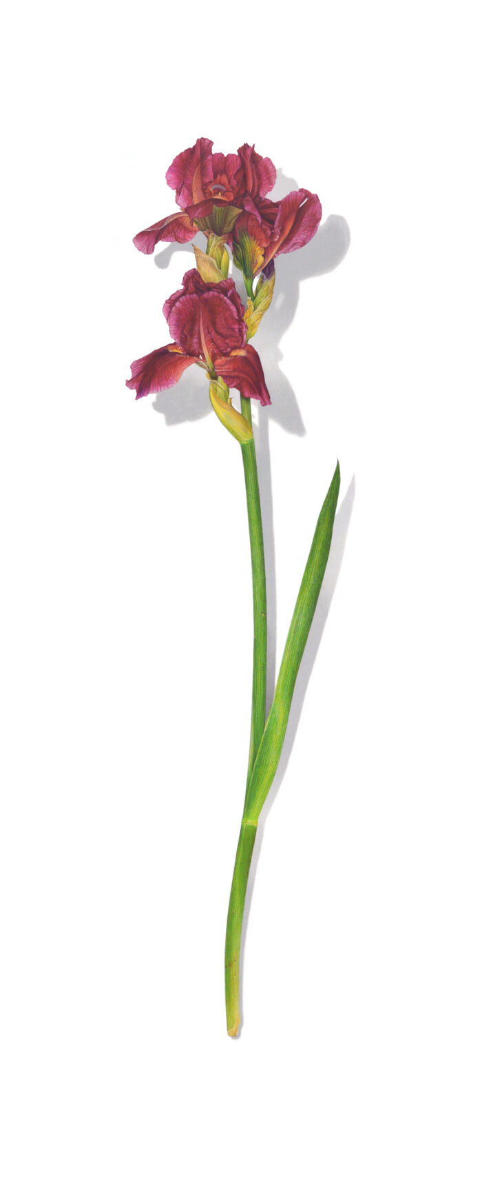 Artist Creates Amazing Hyperrealistic Drawings To Portray The Beauty Of ...