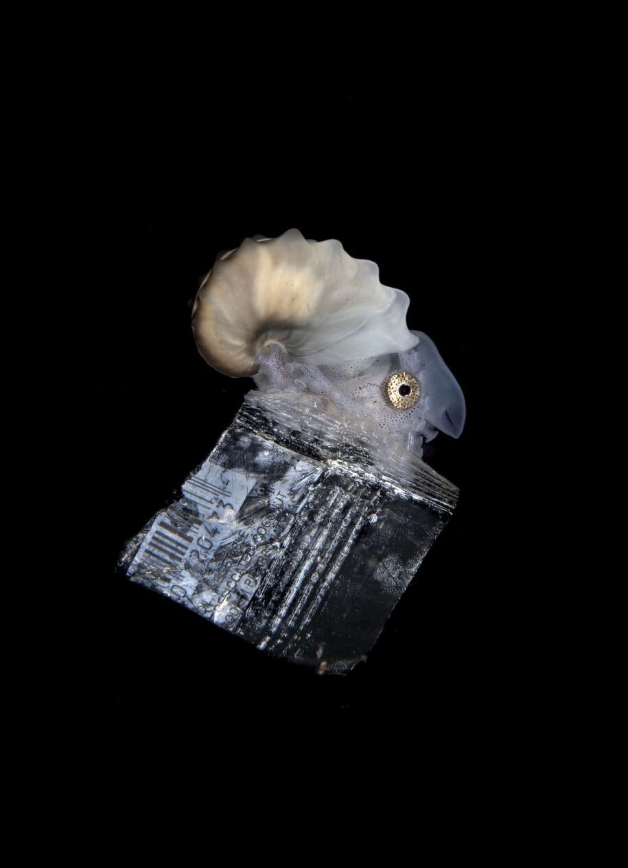 14 Of The Most Stunning Photos From The 2022 Ocean Photographers of the ...