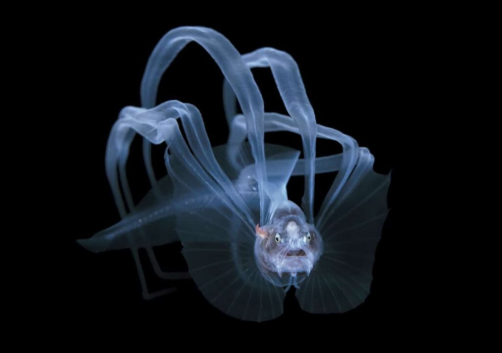 14 Of The Most Stunning Photos From The 2022 Ocean Photographers of the ...