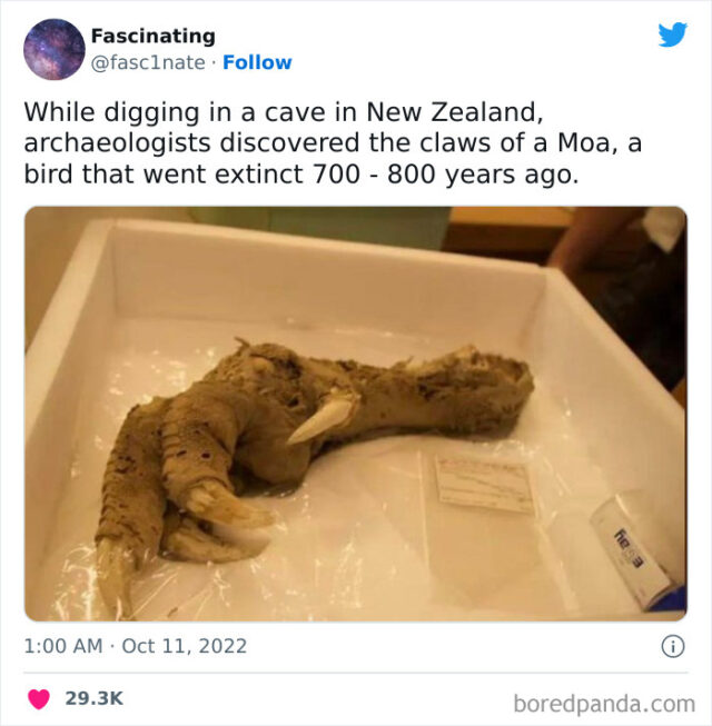 20 Fascinating Fun Facts From This Twitter Page That Could Surprise You ...
