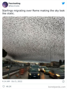 20 Fascinating Fun Facts From This Twitter Page That Could Surprise You ...
