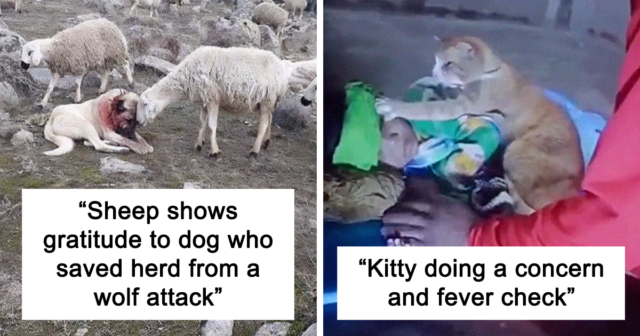 30 Of The Most Adorable Animal Pictures To Show That They Are Emotional ...