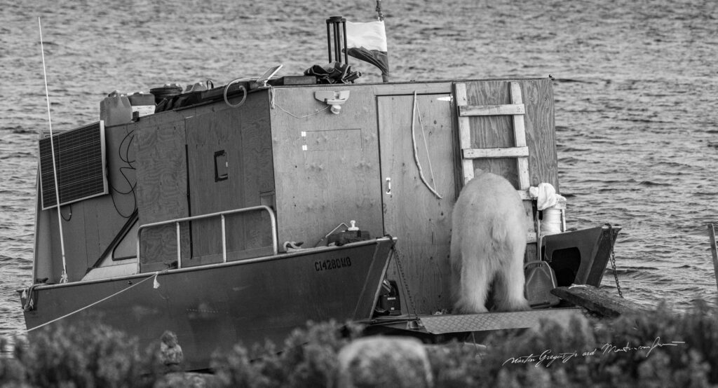Playful Photos Of Polar Bears In The Summer, Captured By Martin Gregus ...
