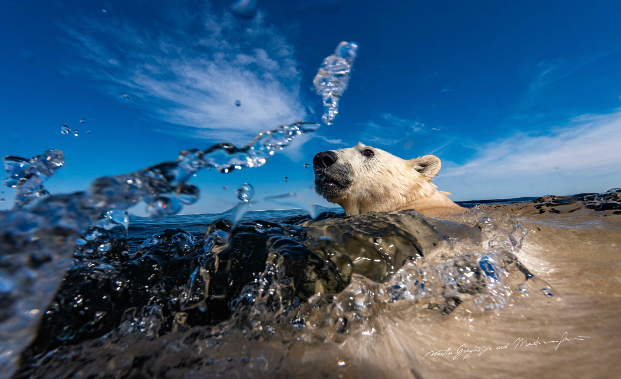 Playful Photos Of Polar Bears In The Summer, Captured By Martin Gregus ...