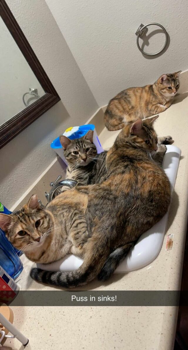 30 Photos Of Cats Chilling In The Most Random Places, As Shared By 'The ...