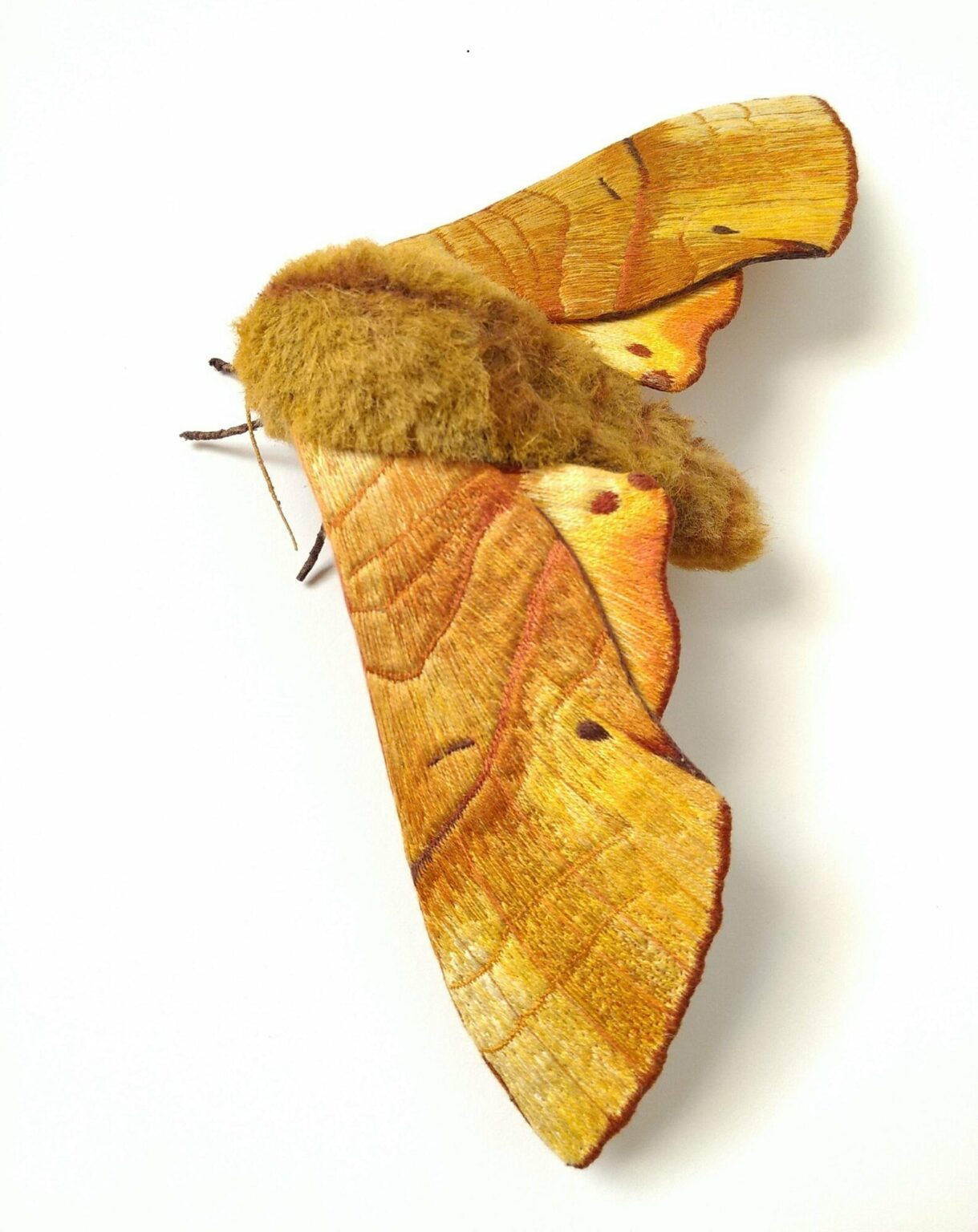 This Artist Creates Fiber Moths With Detailed Colorful Wings (15 Pics ...
